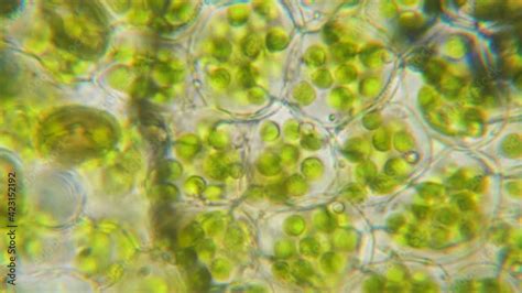 Algae Cell Under Microscope