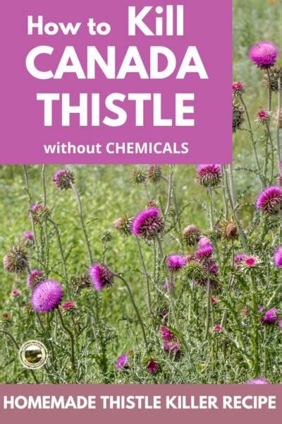 Canada Thistle Control Organic Weed Killer Recipe