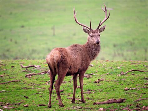 Red Stag Deer Farm Bevlea Ross Photography