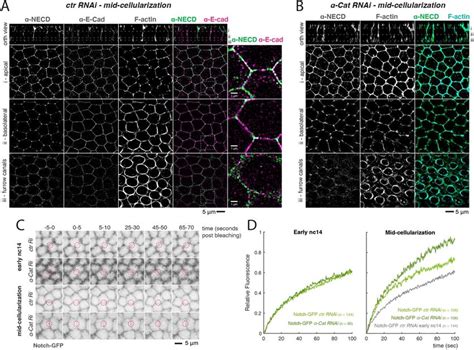 α Catenin Depletion Influences Notch Membrane Dynamics But Not