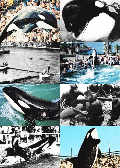 Ted Griffin Orca
