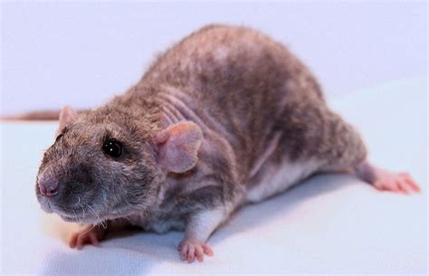 Rat Varieties Sweet Whispers Rattery