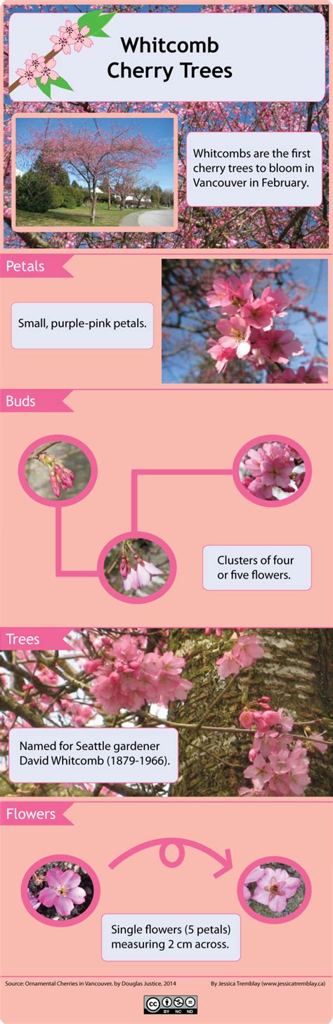 Cherry Tree Identification Guide