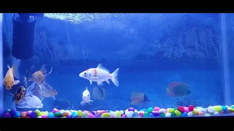 Koli Fish Colorfish Koifish Youtube