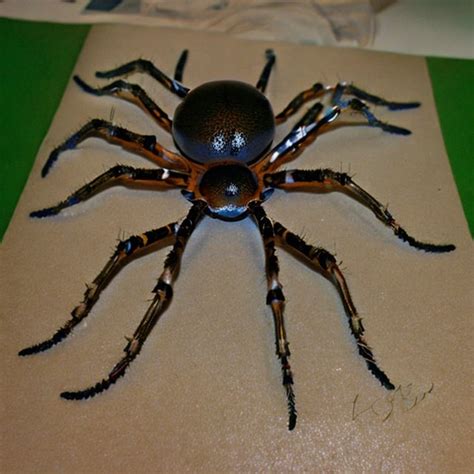 Anatomically Correct Spider R Weirddalle