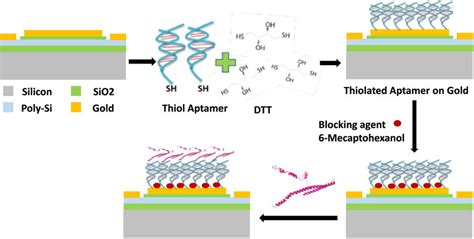 Bio Functionalization Scheme For The Developed Biosensor Download