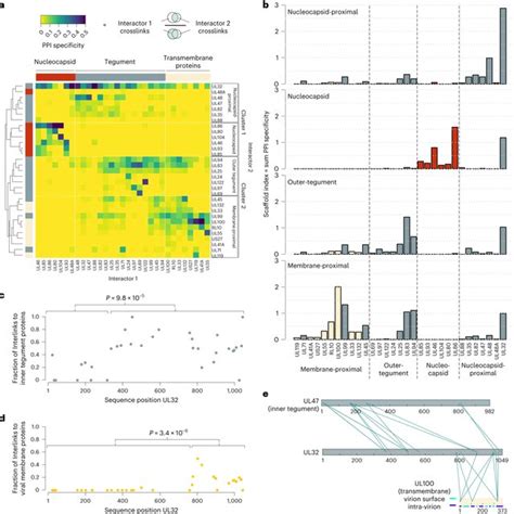 Spatial Arrangement Of Viral Proteins A Heat Map Of Ppi Specificity
