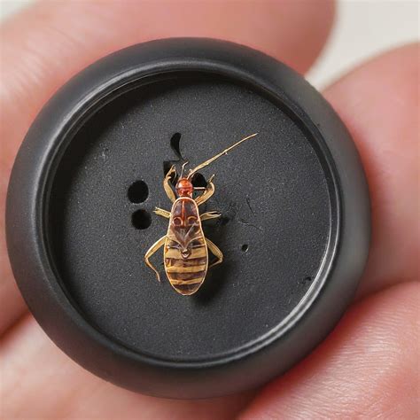 Bed Bug Interceptors How They Work And Why You Need Them Thermopest