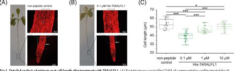 Figure 6 From Loss Of Function Mutation Of The Rapid Alkalinization