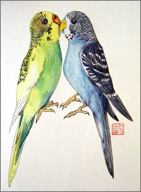 Budgie Drawing At Getdrawings Free Download