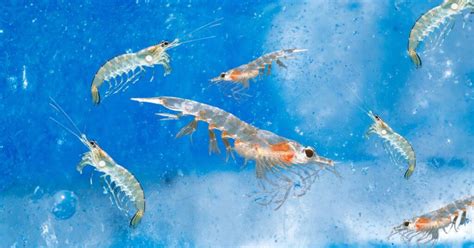 Krill The Oceans Hidden Treasure A Nutritional Powerhouse