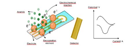 Scheme Of Electrochemical Biosensore The Sample Analyte To Be Download Scientific Diagram