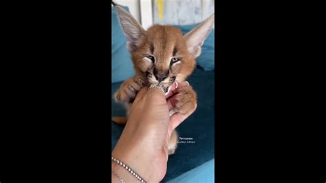 Каракальчики💕#каракал#caracal - YouTube