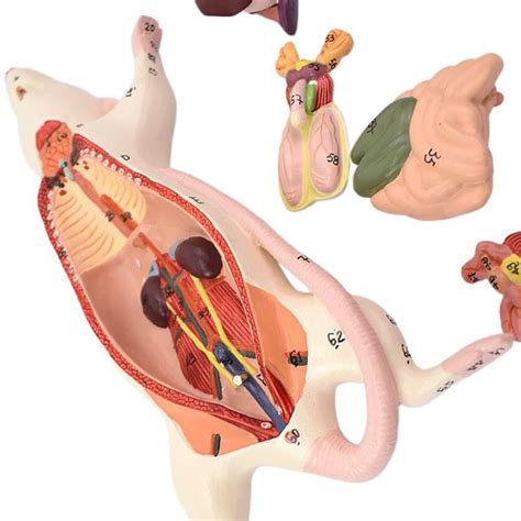 Anatomía Del Ratón Macho