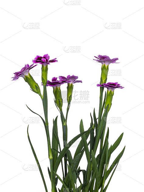 石竹 粉红之吻”花在白色的背景