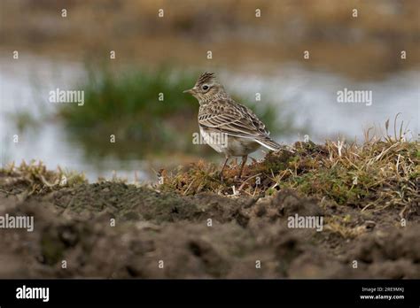Britische Feldlerchen Fotos Und Bildmaterial In Hoher Auflösung Alamy