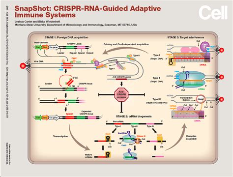 A Crispr View Of Bacterial Immune Systems The Cell Snapshot Archive