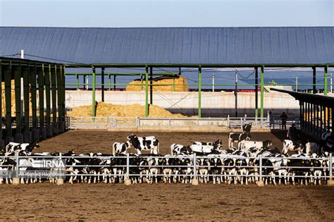 ۸۲ درصد از واحدهای دامداری خراسان شمالی فعال است ایرنا