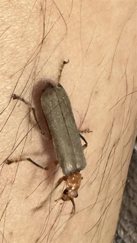 Can You Identify This Bug Rinsects