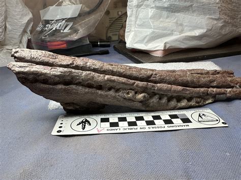 This Partial Phytosaur Snout Was Recently Completed By One Of Our Long