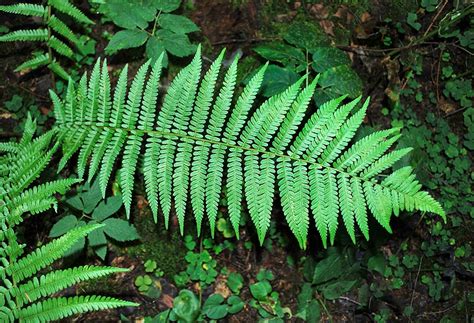 Ciclo De Vida Do Dryopteris