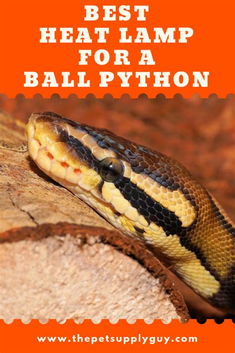 Best Heat Lamp For Ball Python Complete Heating Guide