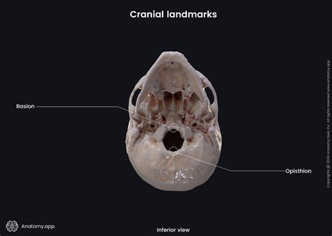 Cranial Landmarks Inferior View Media Library Anatomyapp Learn Anatomy 3d Models