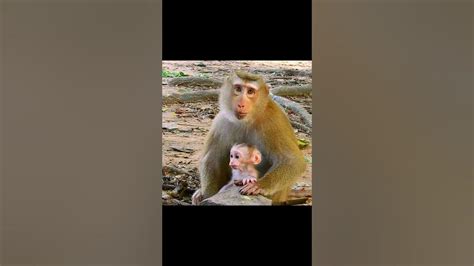 Emergecy Help Please Monkey Short Youtube