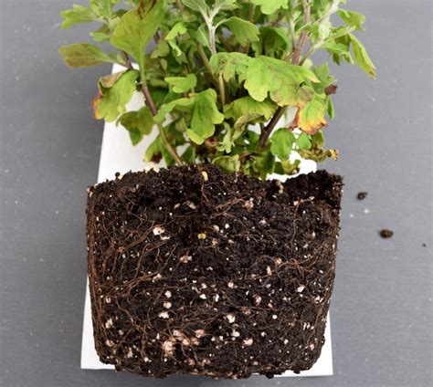 Mum Pythium Root Rot Greenhouse Horticulture
