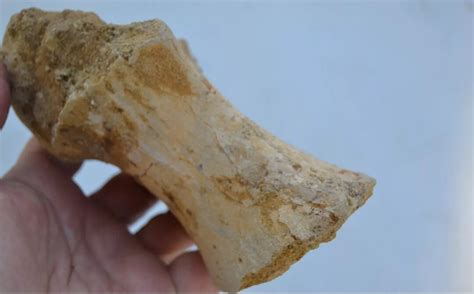 Spinosaurus Bone Fossil Id The Fossil Forum