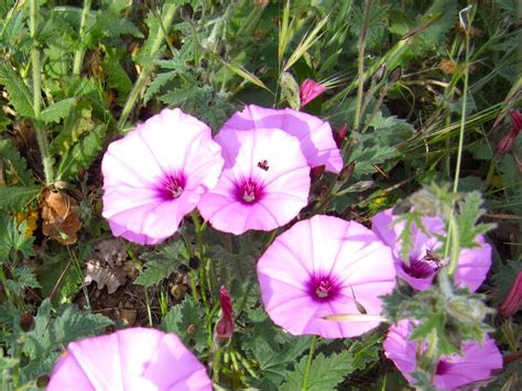 Les Moyens Déradiquer Le Liseron Dans Le Jardin Loisir Jardin