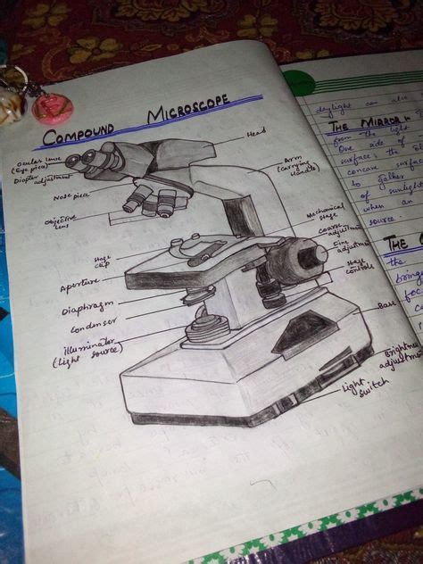 Compound Microscope Drawing With Label