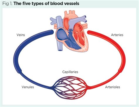 Vascular System 1 Anatomy And Physiology Nursing Times