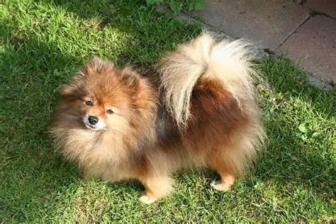 Throwback Pomeranian All You Need To Know