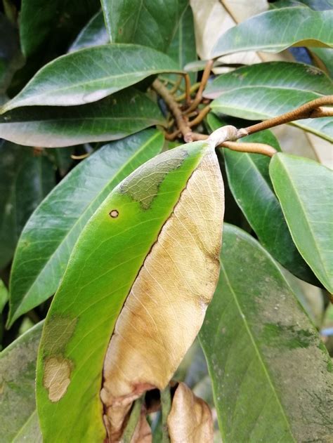 Durian Disease Leaf Disease Thep Watana