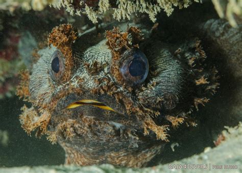 Freshwater Toadfish