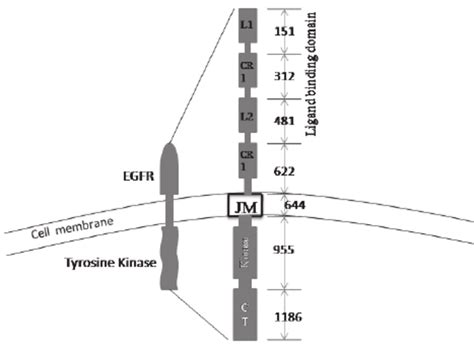 Schematic Represen Tation Of Egfr Wild Type The Transmembrane Domain