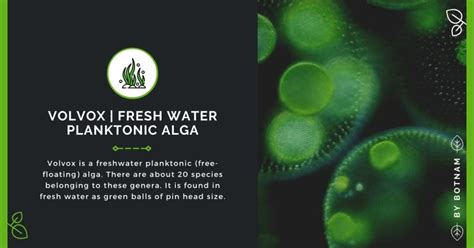 Cyanophyceae Chroococcus Characteristics And Structure 2025