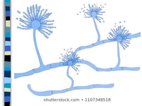 Aspergillus Spp Flashcards Quizlet