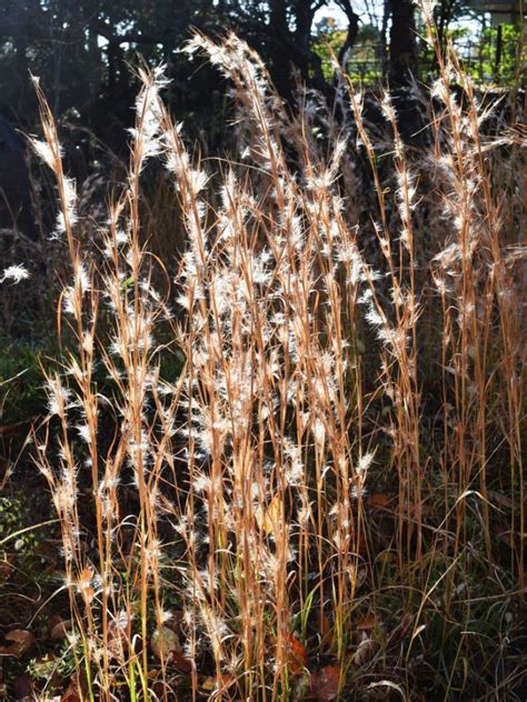 Broomsedge Grass Tips For Broomsedge Control Gardening Know How