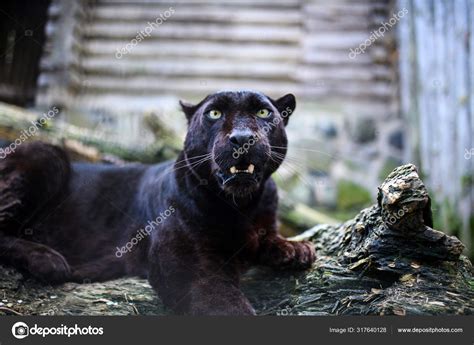 Angry Black Panther