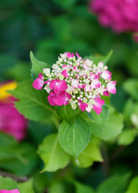 Pink Hydrangea Flower Cluster With Buds And Opening Flowers By Stocksy Contributor Laura