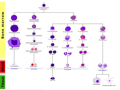 Wbc Normal And Abnormal Final Pptx