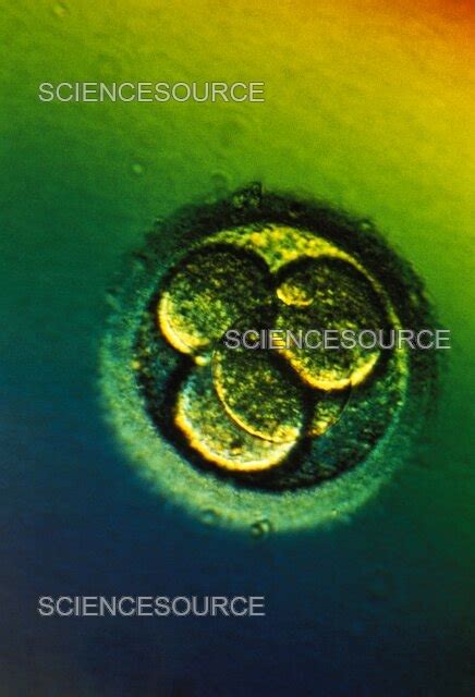 Stem Cell Four Cell Embryo Stock Image Science Source Images