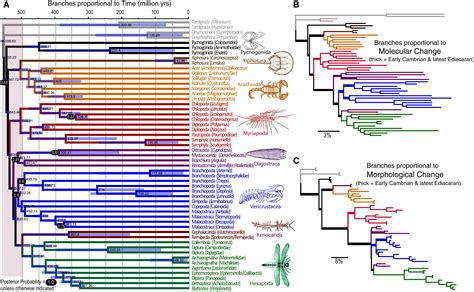 Rates Of Phenotypic And Genomic Evolution During The Cambrian Explosion