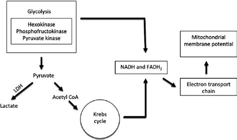 Schematic Fi Gure Showing The Pathway Of Glucose Until Oxidation