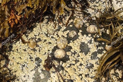 Common Barnacles Semibalanus Balanoides Mussels Surrounded Editorial