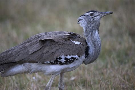 Definitive Guide To Kori Bustard Facts Habitat Conservation Status