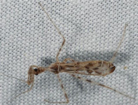 Stenolemus Species Whp1 Spider Assassin Bug Woodlands Historic Park Bugs