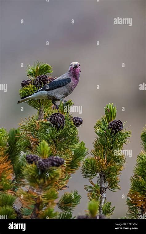 Clarks Nutcracker Nucifraga Columbiana Gathering Whitebark Pine